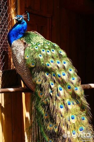 Павлины индийские пара
