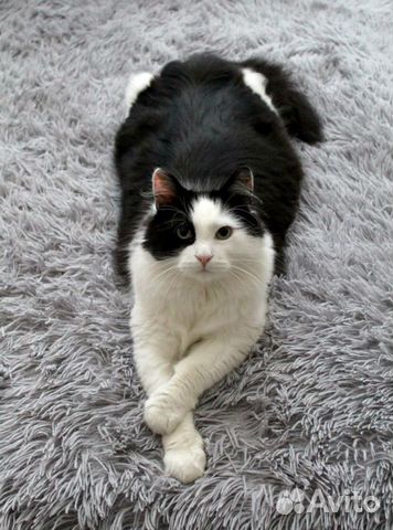 Кот