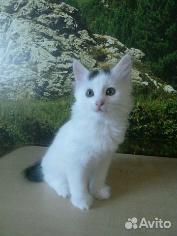 Котенок белый