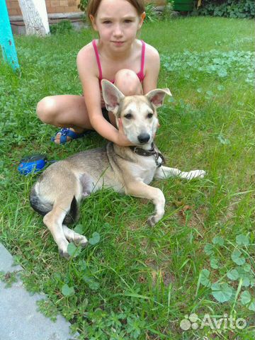 Щенок в дар в добрые руки