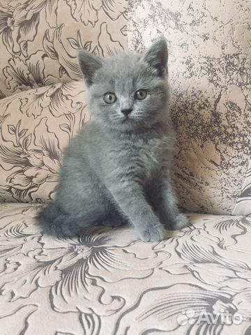 Шотландская кошечка