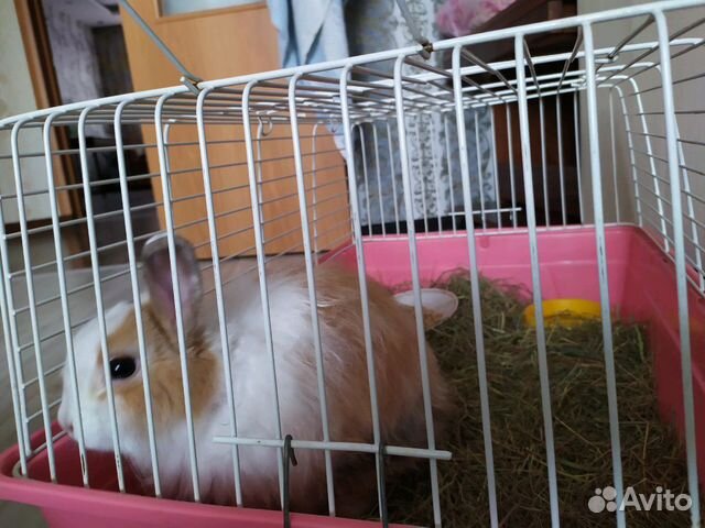 Декоративный кролик с клеткой