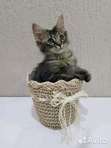 Принцесса кьяра ищет дом