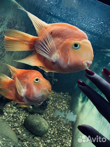 Рыба красный попугай цихлид сом