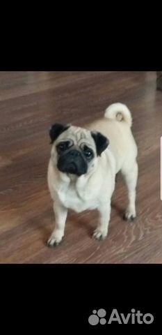 Мопс в хорошие руки