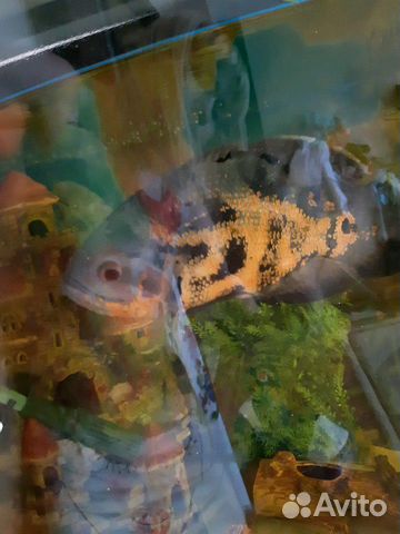 Остронотус