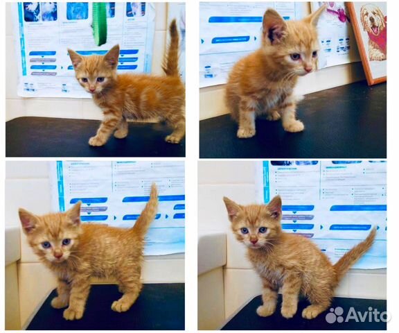 Рыжие котята. Выкинули на помойку на Октябрьской 3