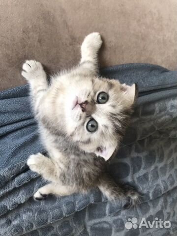 Продам котят шотландские вислоухие 1,5 месяца дево