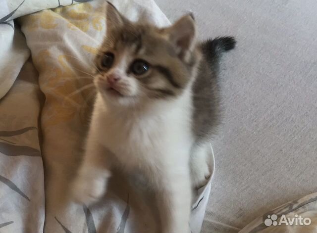 Милейшая девочка мама Боитанка папа неизвестен