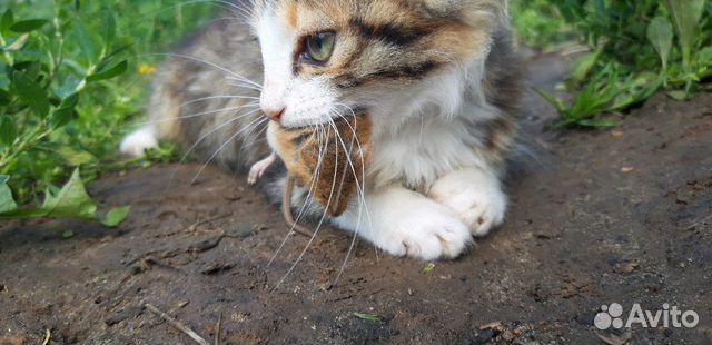 Отдам котят мышеловов