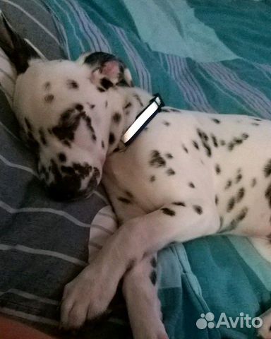 Продаю щенка далматина, рожден 26.05.2019