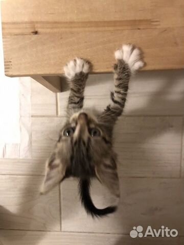 Котёнок 1,5 мес