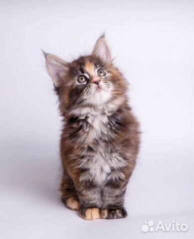 Шикарная кошка