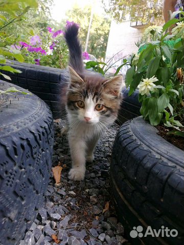 Котенок ищет дом