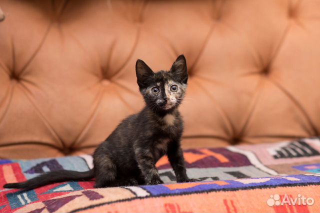 Котенок Крошка в дар 2 мес