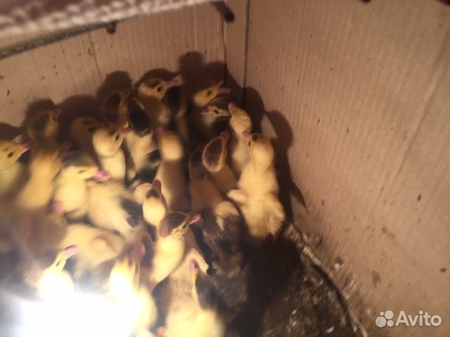 Мускусные утята