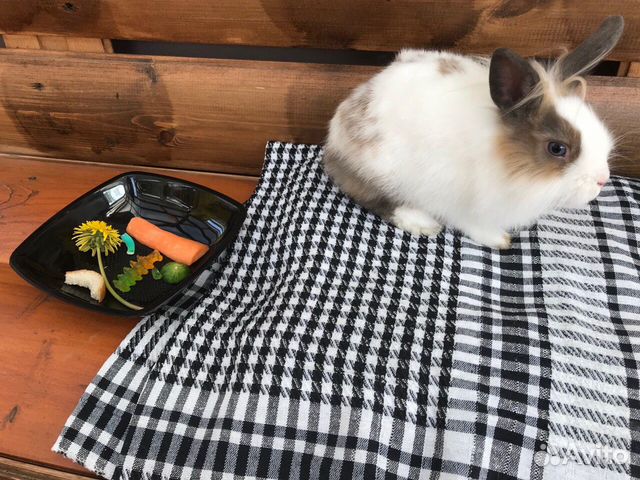 Декоративные крольчата