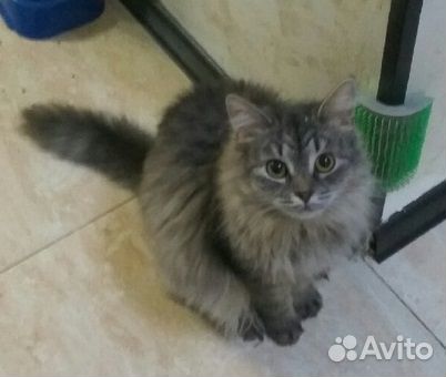 Нежная кошечка