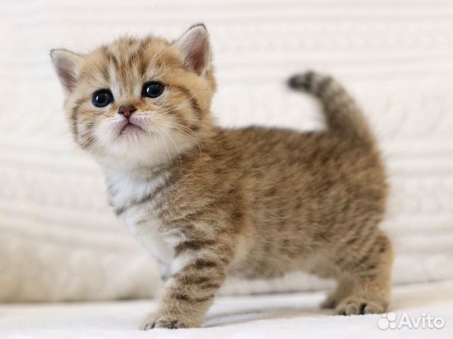 Шикарный котик страйт золотой пятнистый