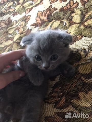 Британские котята