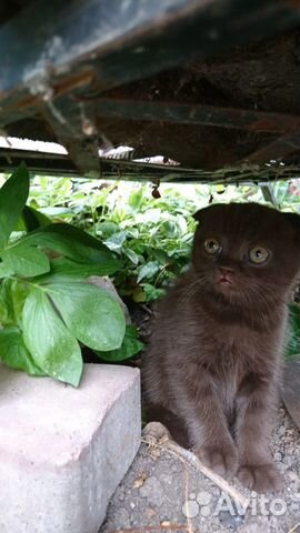 Котята шотладские