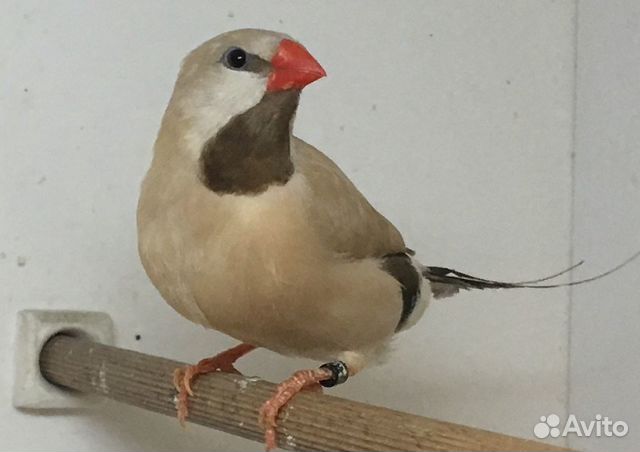 Острохвостая амадина,самка