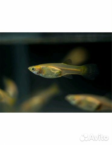 Гуппи самки