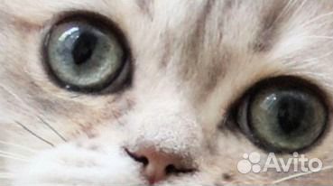 Британский котенок