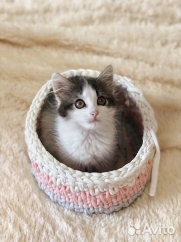 Шотландские котята от домашней кошки