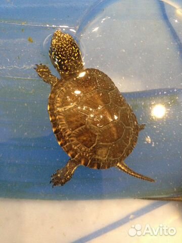 Некрасноухие черепашата(этого года)