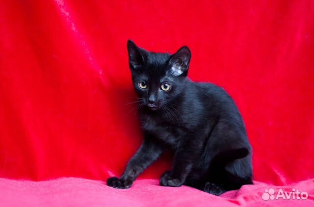Чёрный котёнок мальчик, 4 мес