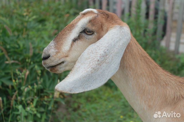 Козочка нубийка