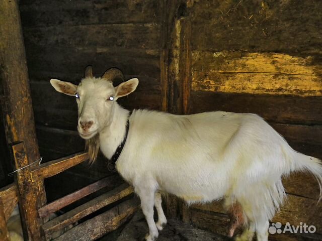 Коза молочная, дойная