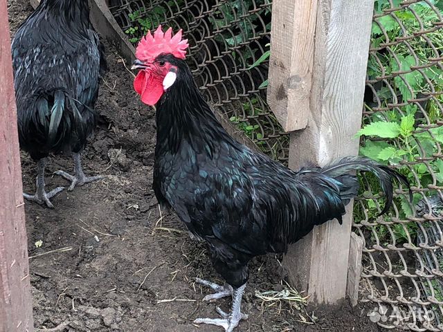 Продаю молодых петухов Маран, Барбазье, Араукан