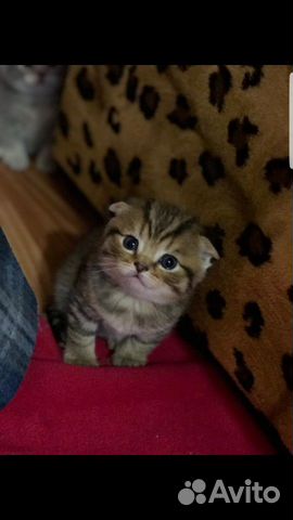 Продаются шотландские котята. На последнем фото ма