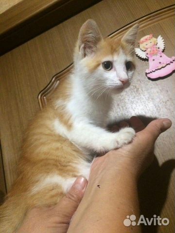 Идеальный котенок