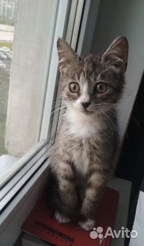 Котёнок срочно ищет дом или передержку