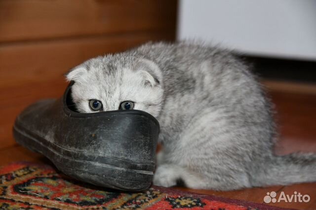 Тигровая малышка Ингрид