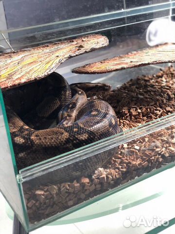 Императорский Удав