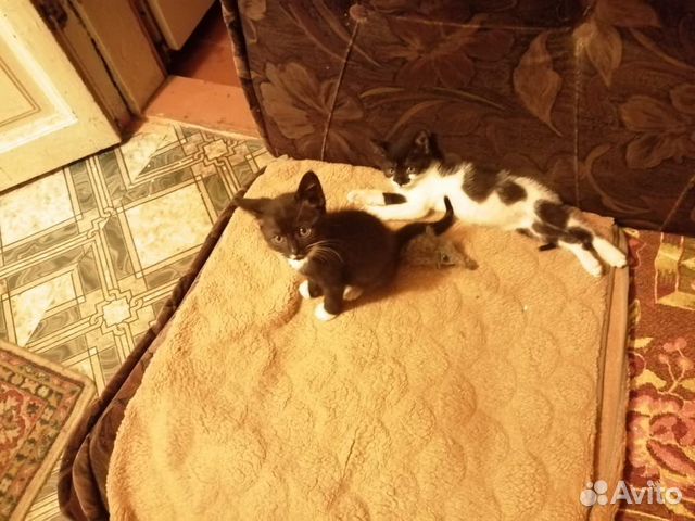 Котята отдам