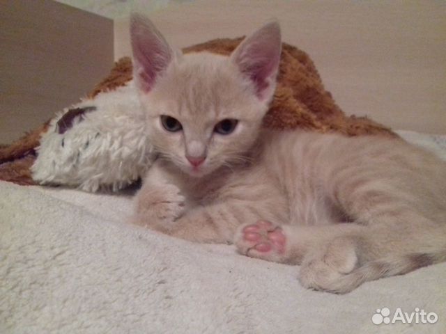 Отдам в добрые руки