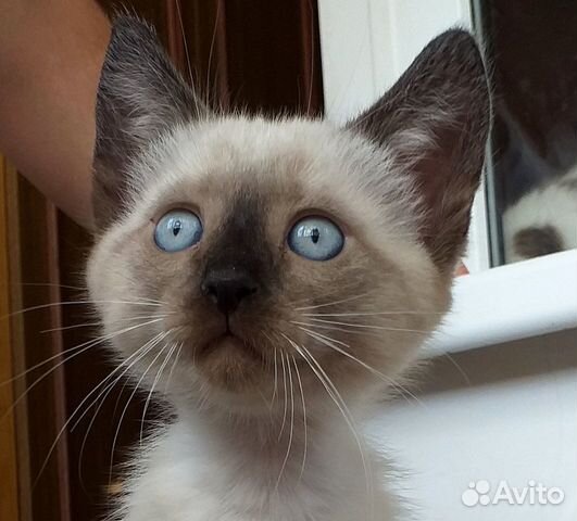 Котята Севастополь. Мальчик-сиамец в добрые руки