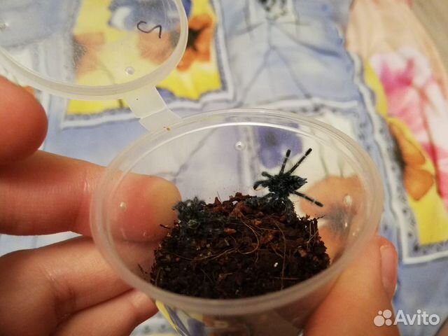 Птицеед Avicularia versicolor