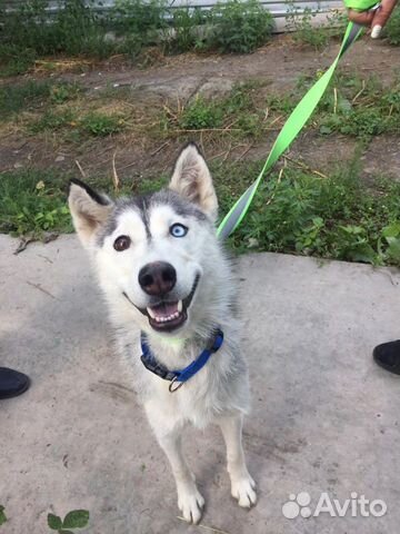 Шерри ищет дом