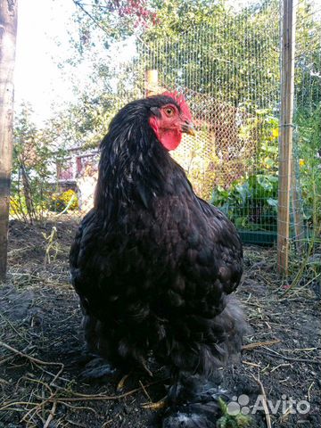 Петух Кохинхин