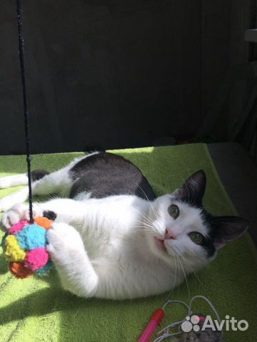 Молодая кошка в добрые руки