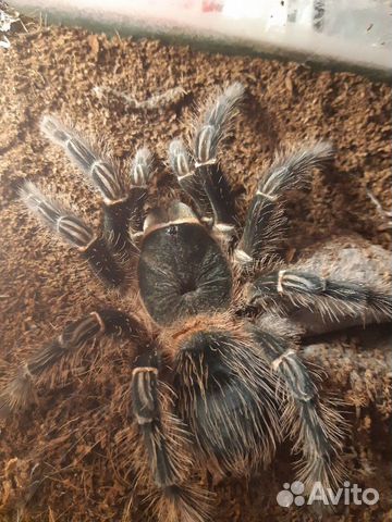 Паук-птицеед Brachypelma smithi