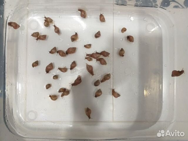 Улитка ахатина фулика (африканская)