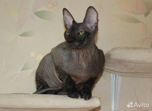 Отдам кота "Феникс" в добрые руки