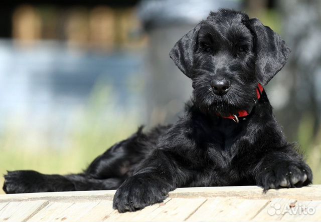 Щенок ризеншнауцера кобель